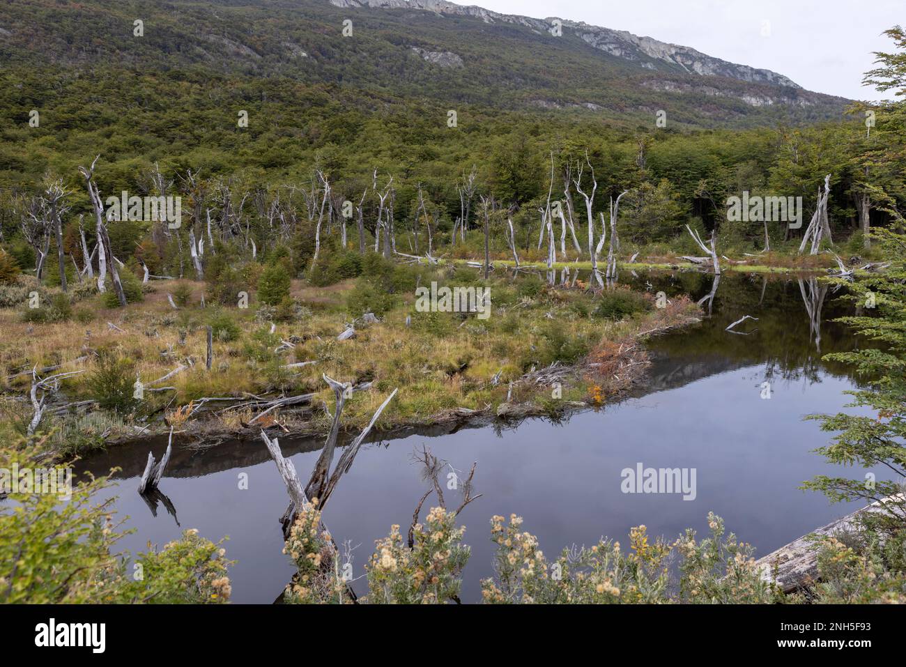 Beaver habitat in Tierra del Fuego National Park near Ushuaia ...