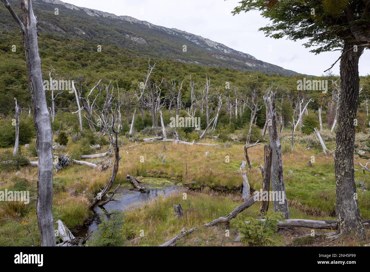 Beaver habitat in Tierra del Fuego National Park near Ushuaia ...