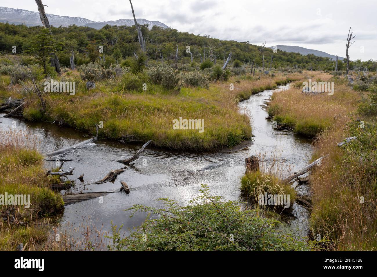 Beaver habitat in Tierra del Fuego National Park near Ushuaia ...