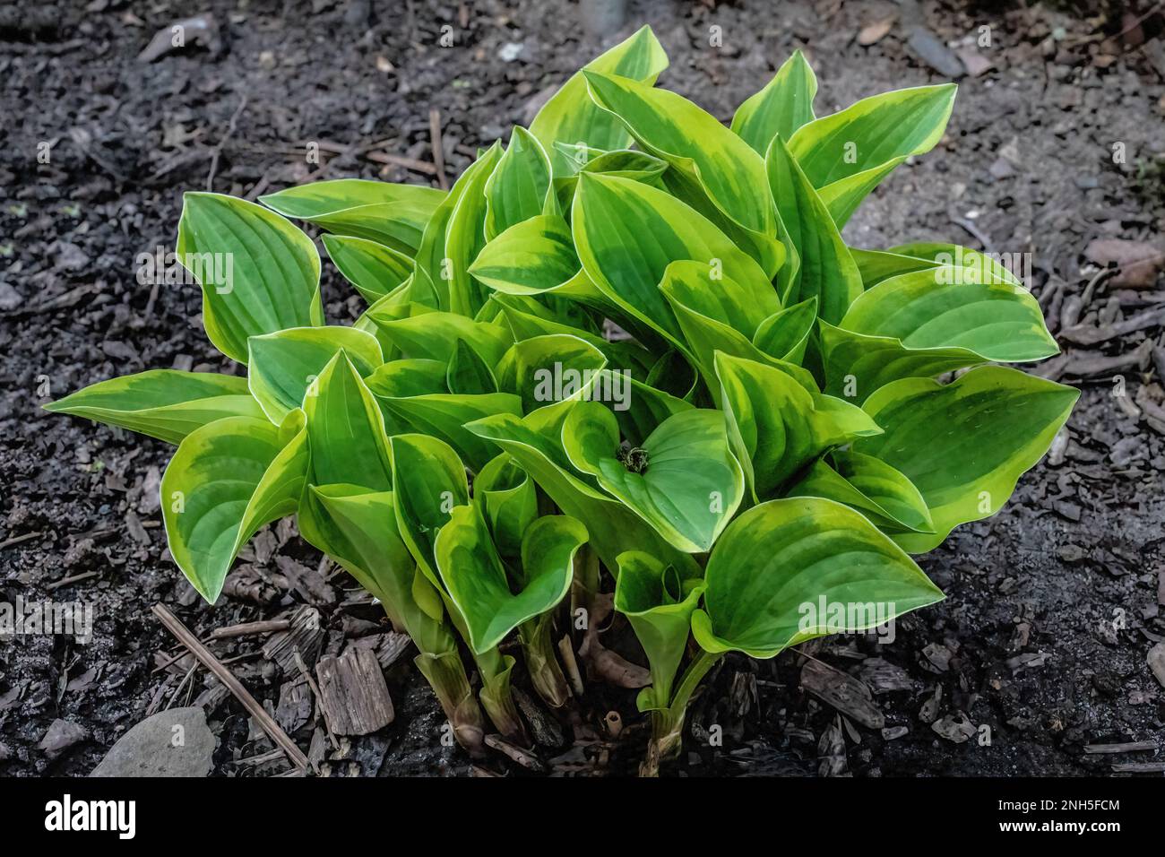 Varigated green hostas coming up in the spring in St. Croix Falls ...