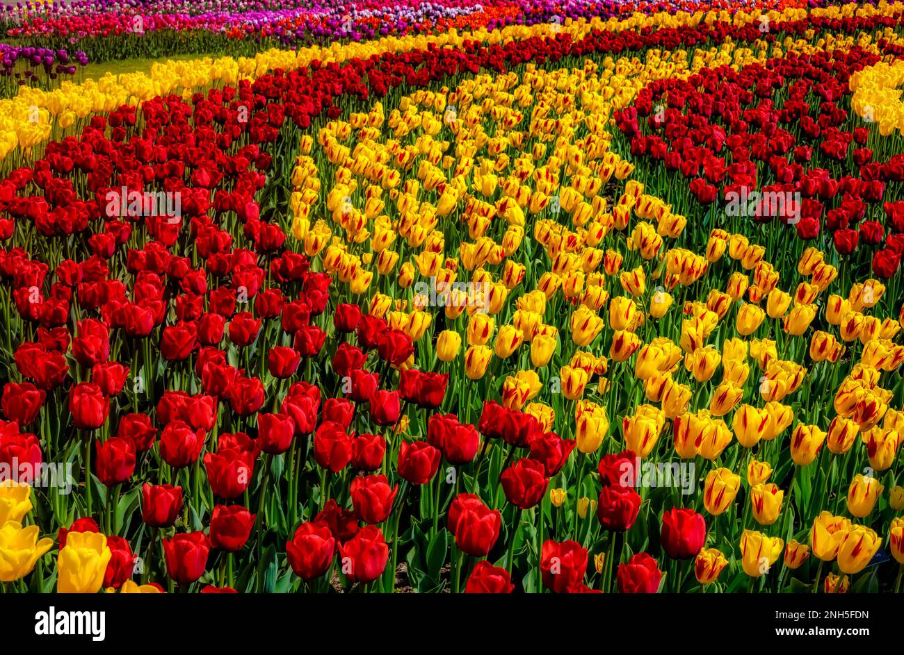 Brilliant rows of tulips hi-res stock photography and images - Alamy