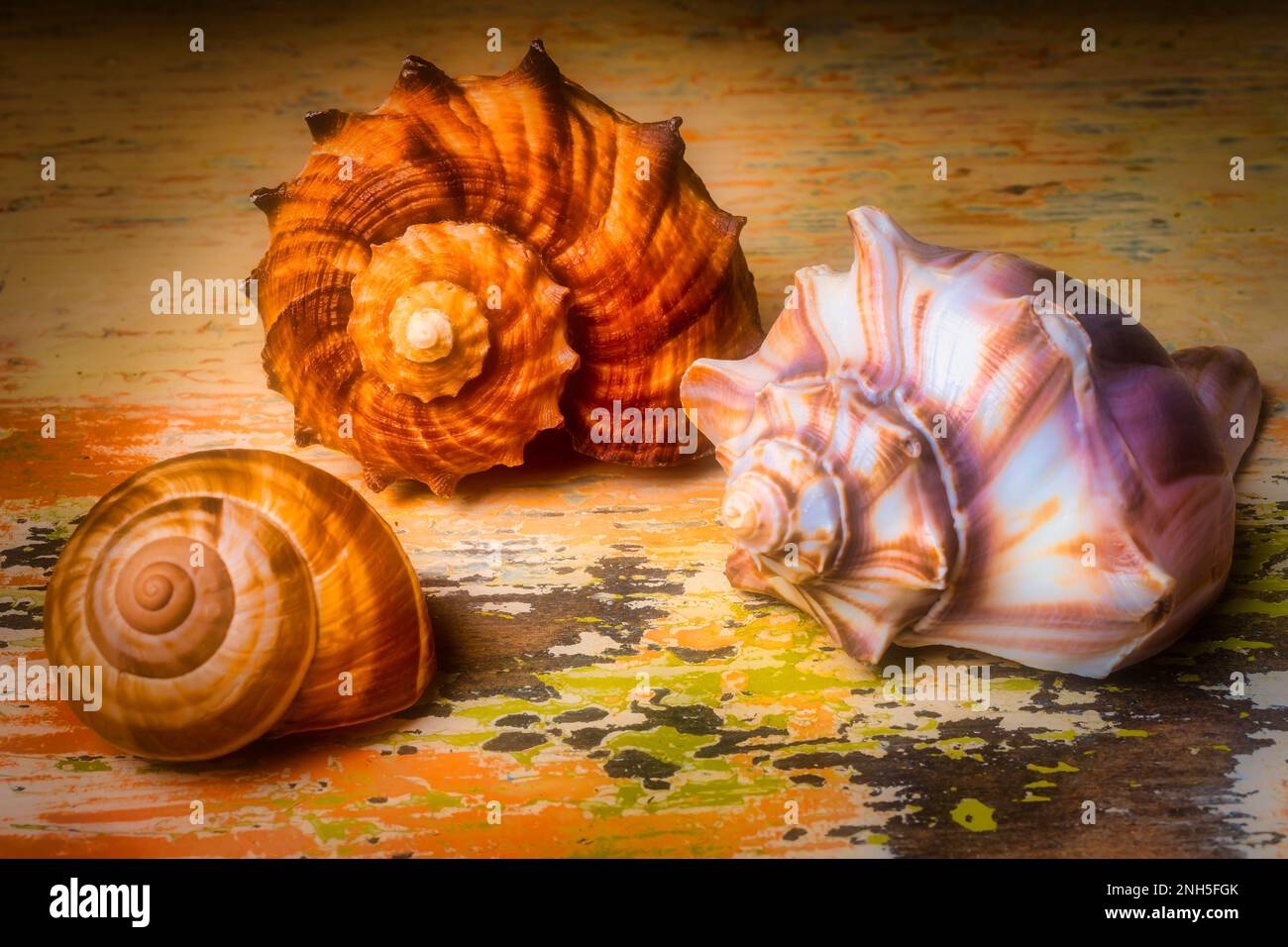 Wonderful Shell Still Life Stock Photo - Alamy