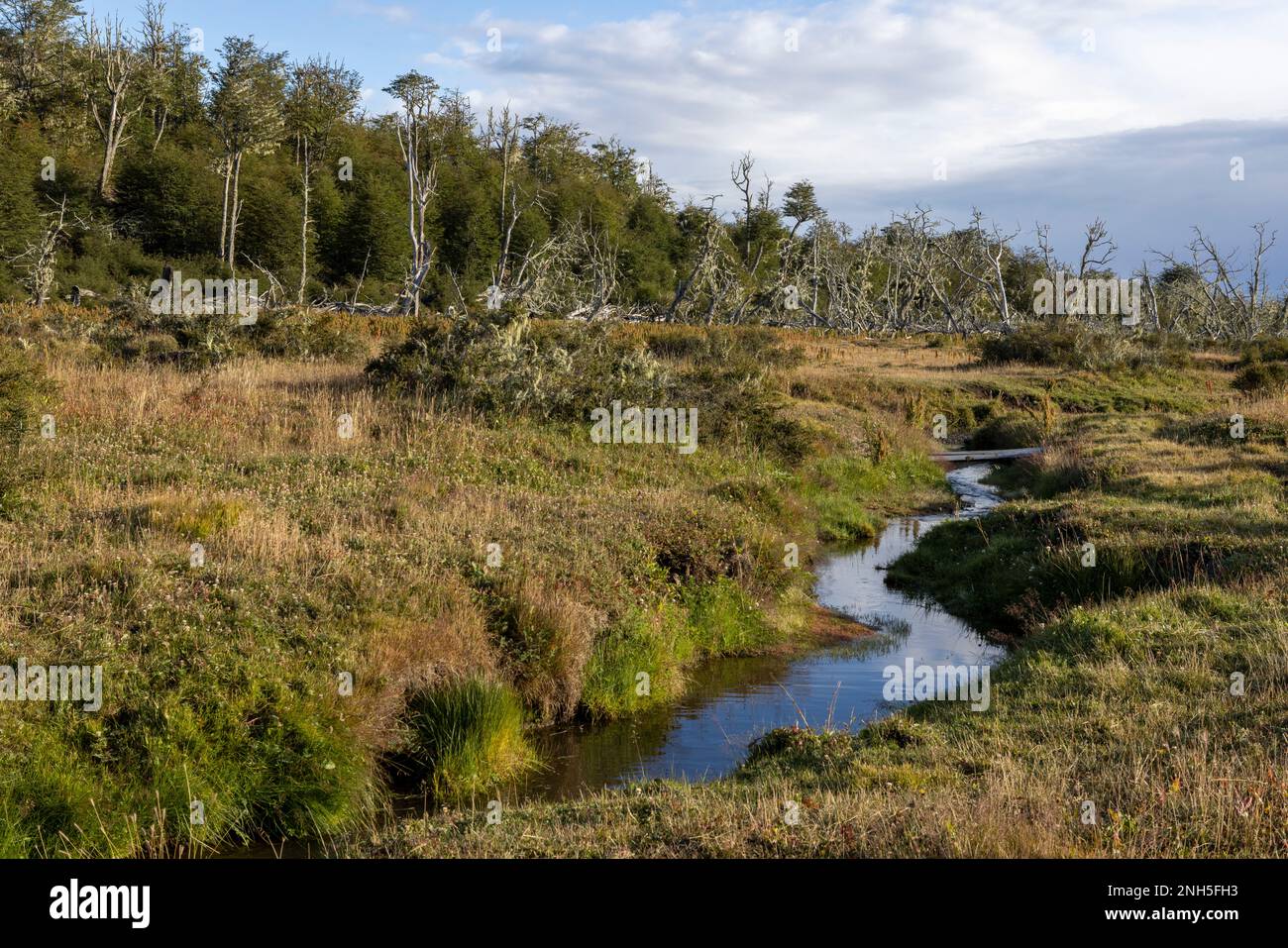 Landscape of a beaver habitat in Reserva Lago Yeguin on the island ...
