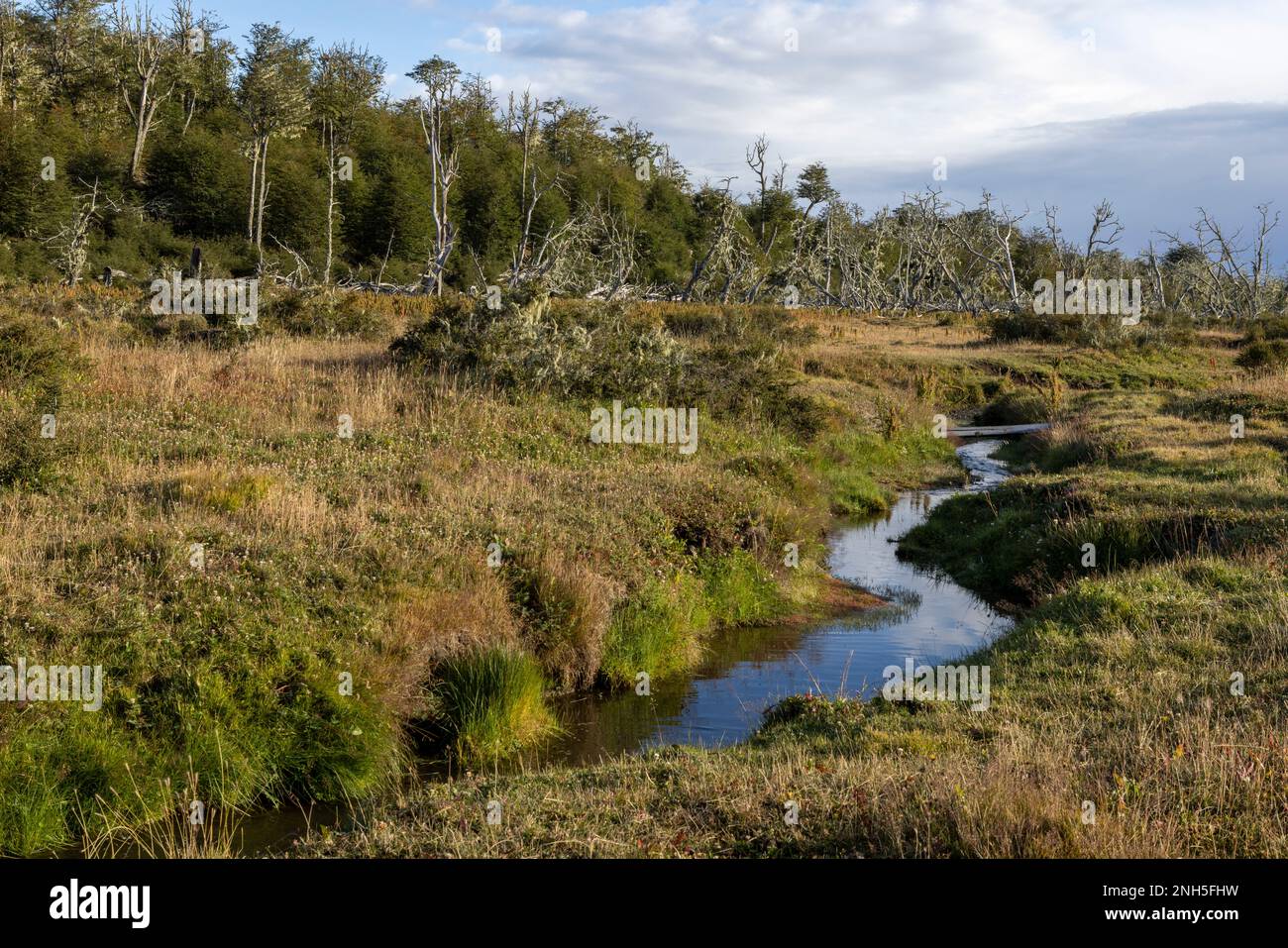 Landscape of a beaver habitat in Reserva Lago Yeguin on the island ...