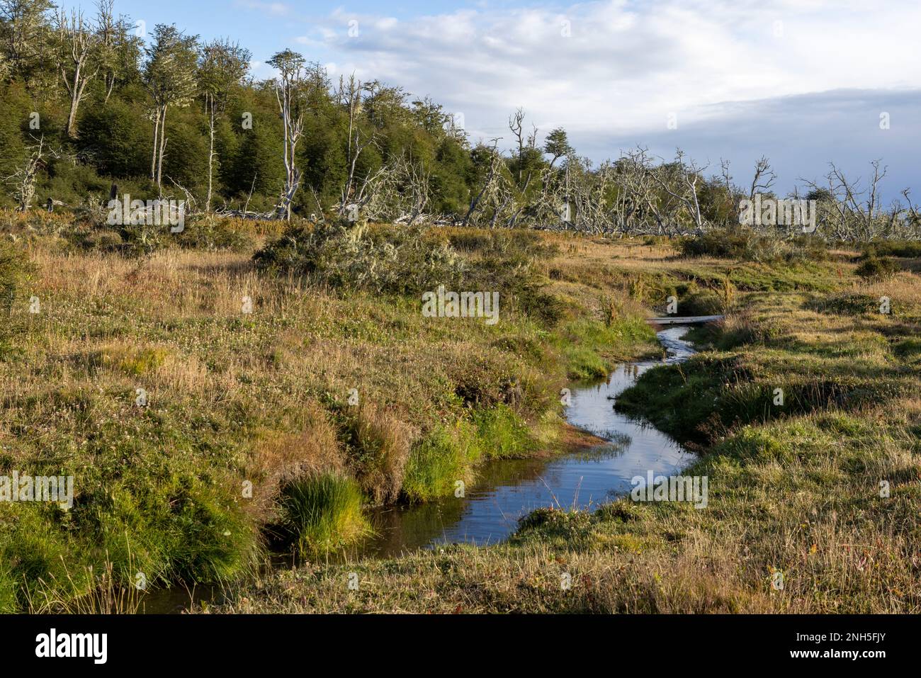 Landscape of a beaver habitat in Reserva Lago Yeguin on the island ...