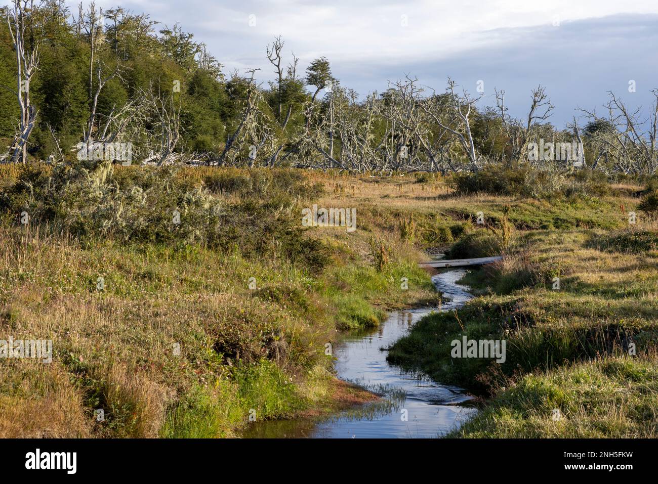 Landscape of a beaver habitat in Reserva Lago Yeguin on the island ...