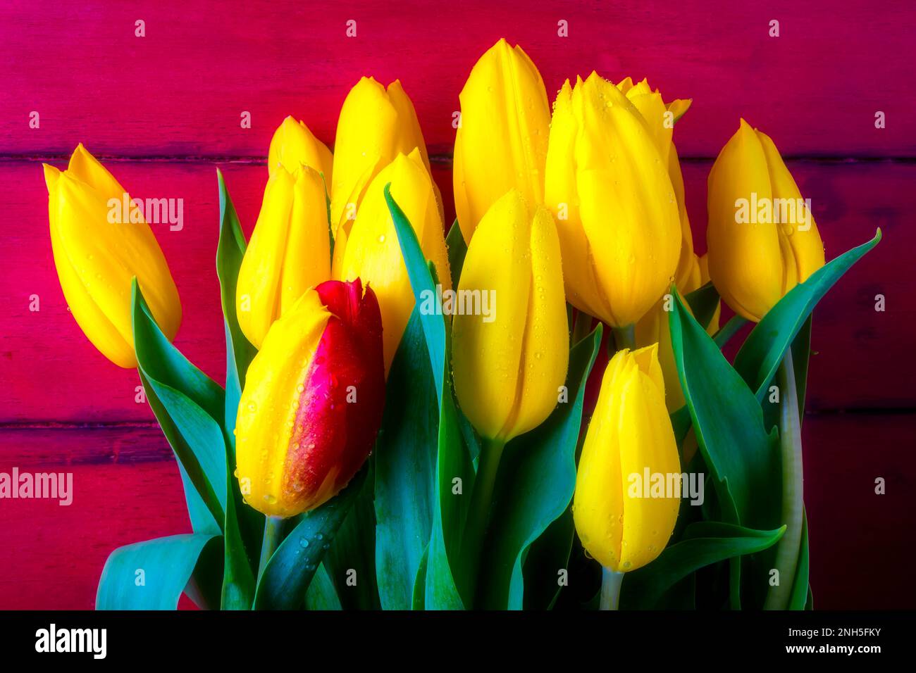 Moody Red And Yellow Tulip Stock Photo - Alamy
