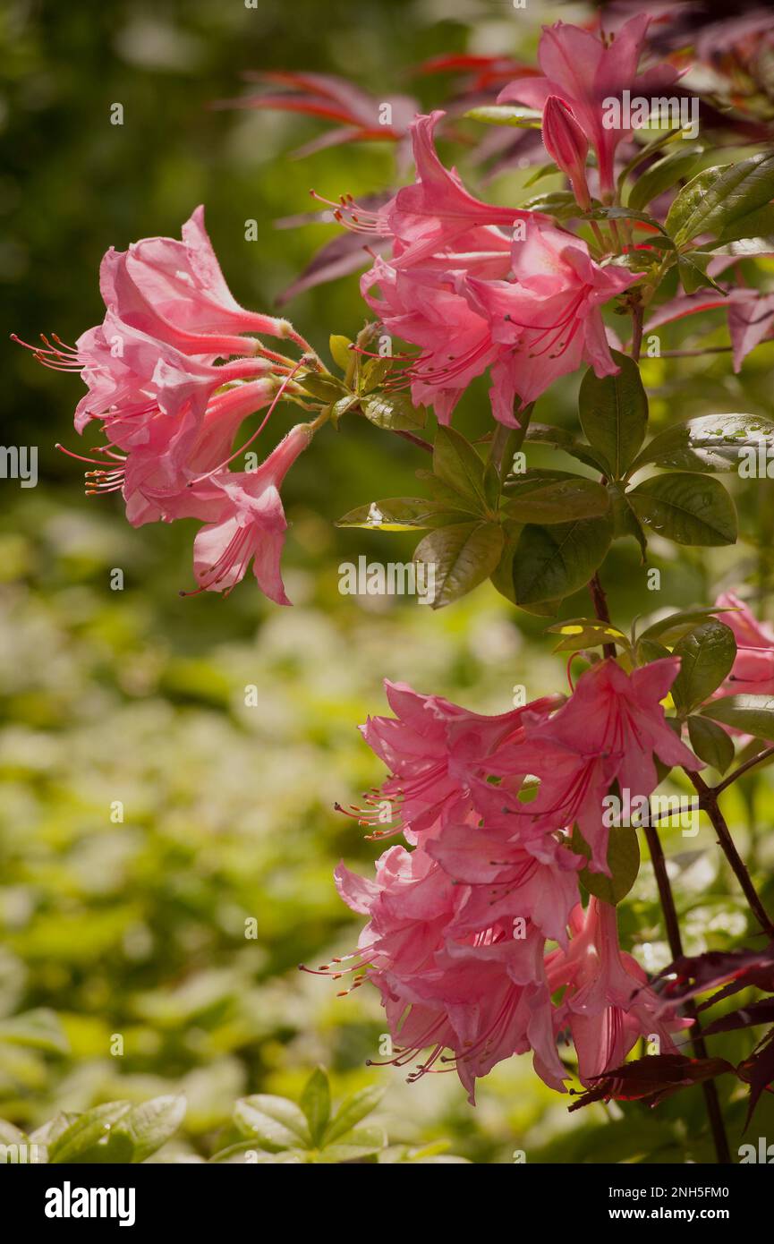 Rhododendron, Jolie Madame Stock Photo - Alamy