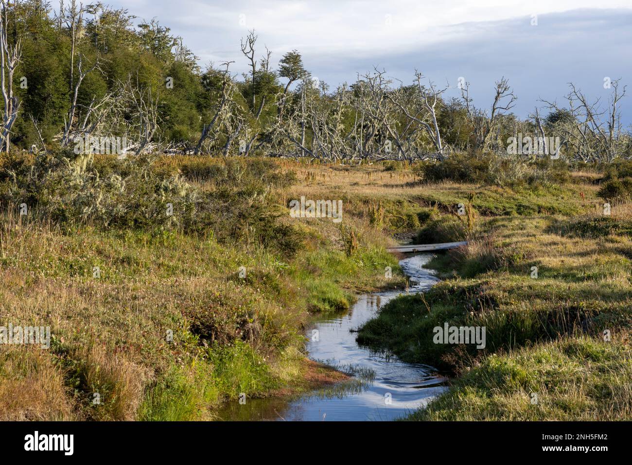 Landscape of a beaver habitat in Reserva Lago Yeguin on the island ...