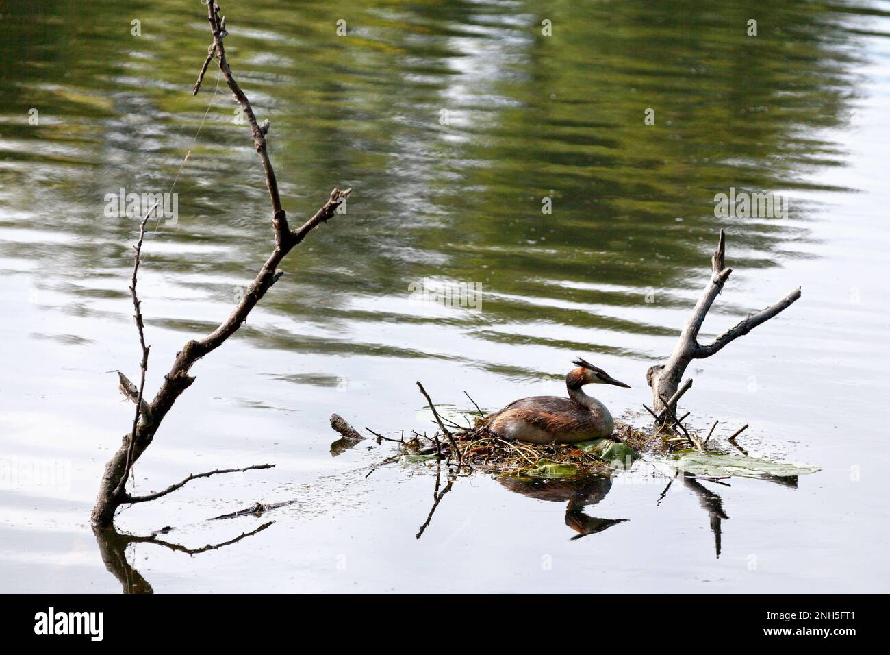 Great Crested Grebe on its nest covering its eggs Stock Photo - Alamy