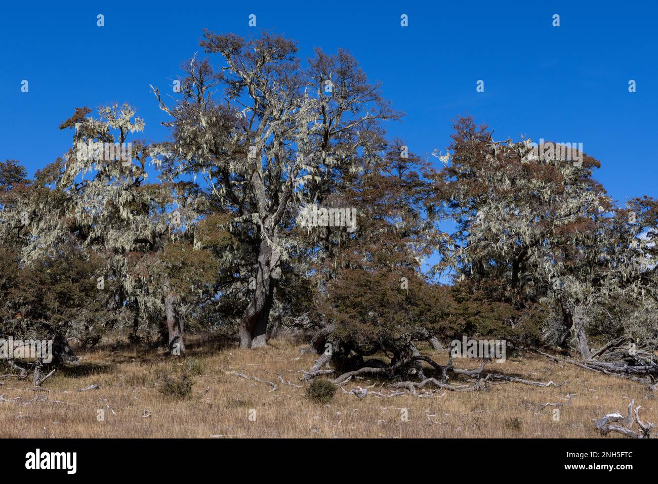 Picturesque landscape with beautiful trees covered with spanish moss at ...