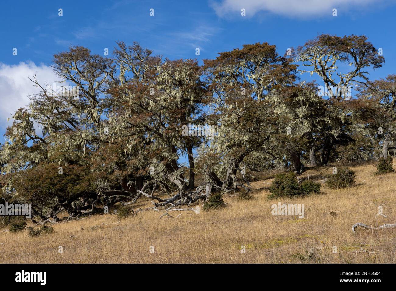 Picturesque landscape with beautiful trees covered with spanish moss at ...