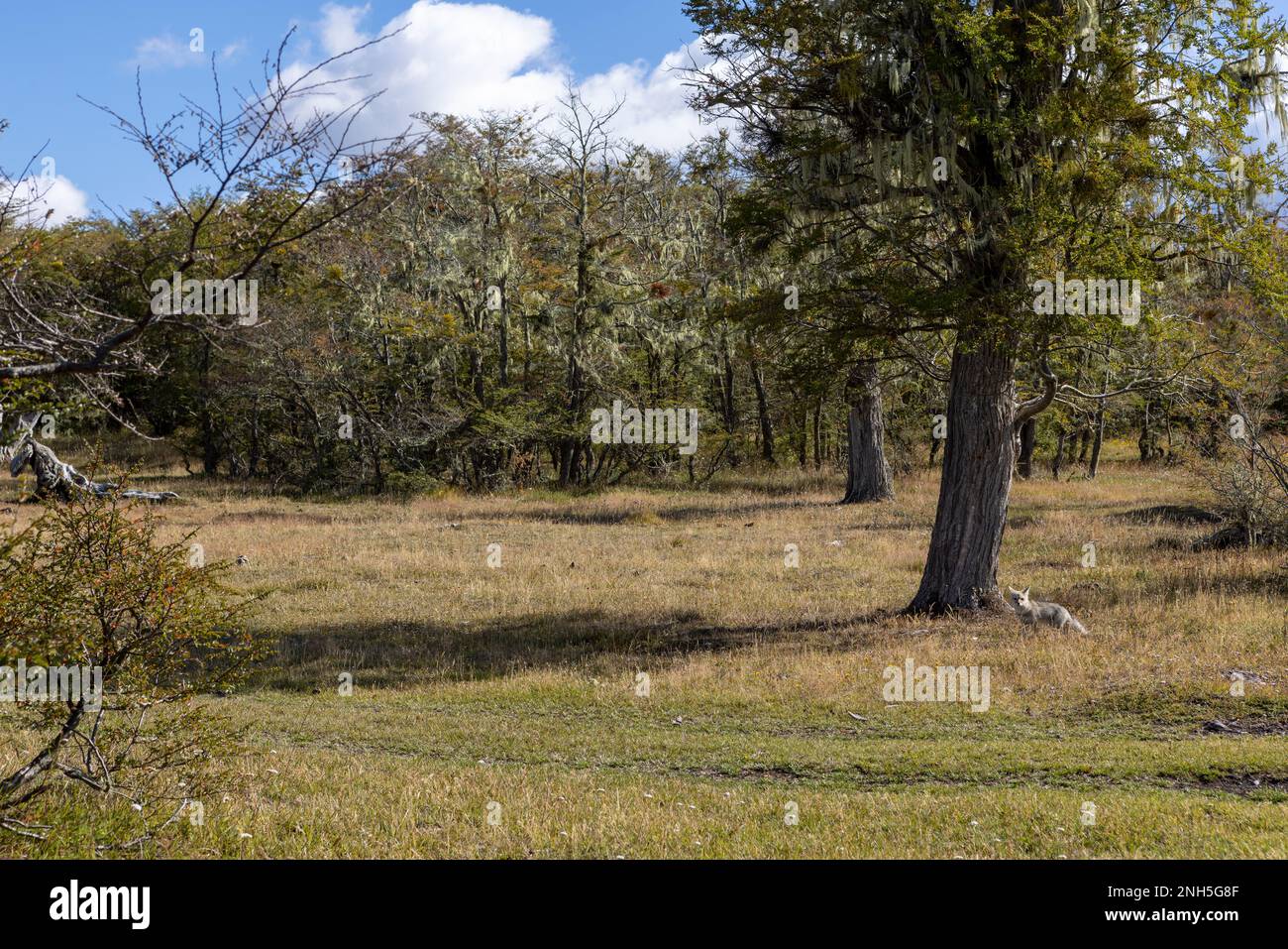 Observing a fox in the Reserva Lago Yehuin on Tierra del Fuego island ...