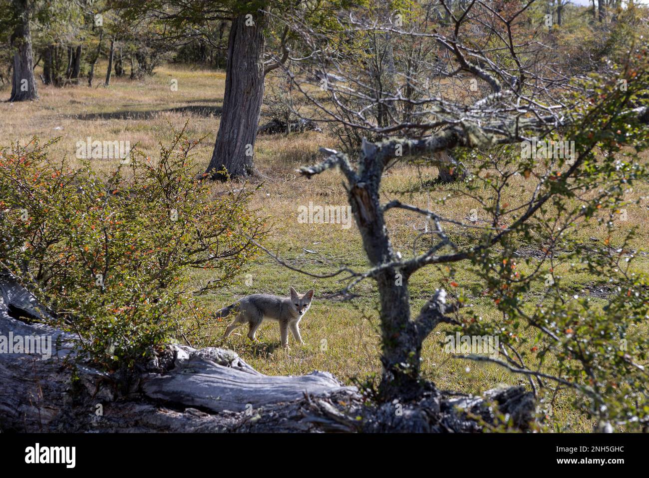 Observing a fox in the Reserva Lago Yehuin on Tierra del Fuego island ...