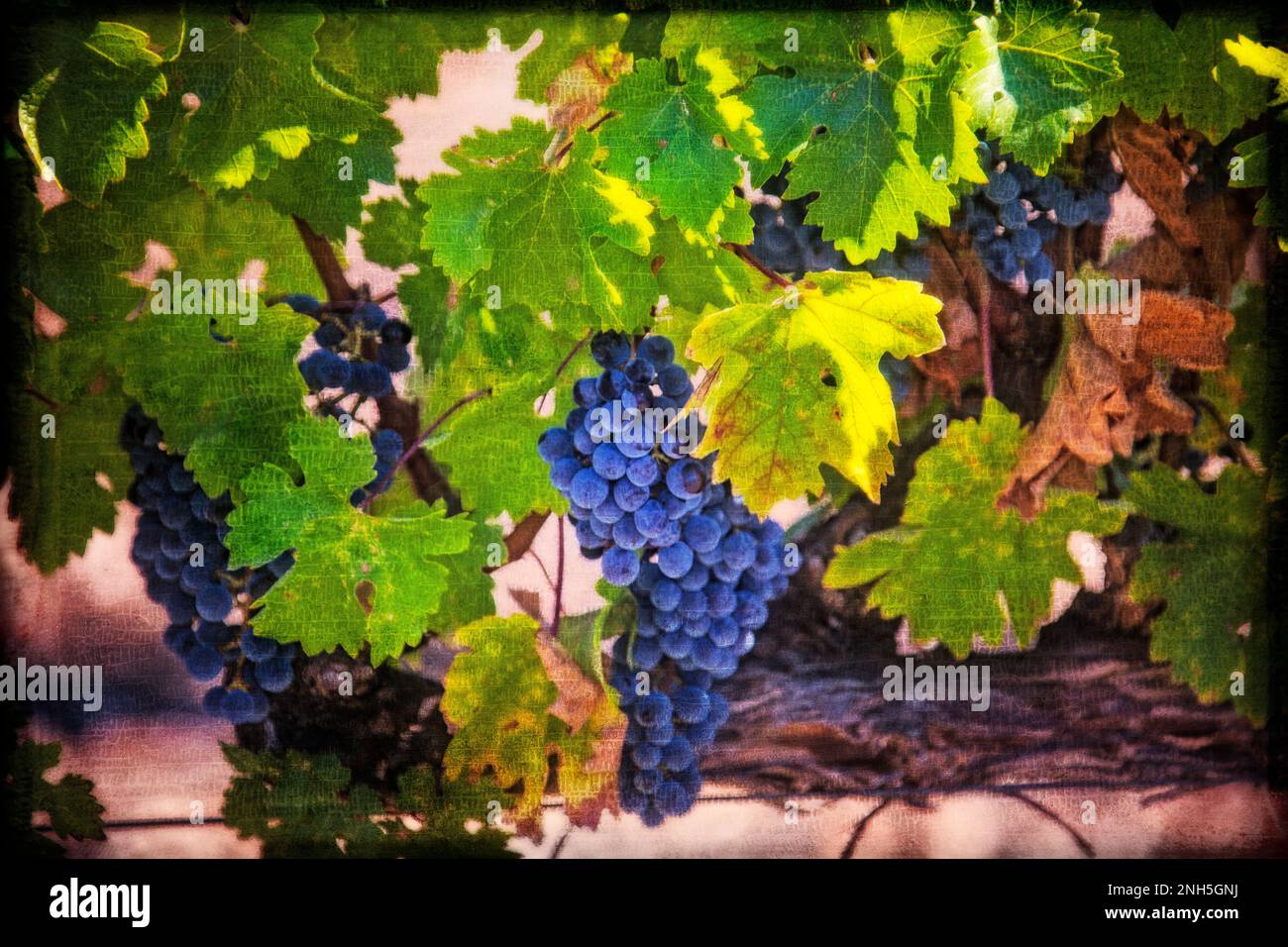 Grape Vine With Textures Stock Photo - Alamy