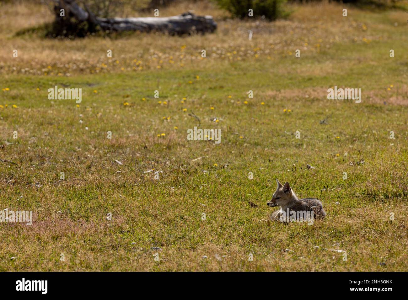 Observing a fox in the Reserva Lago Yehuin on Tierra del Fuego island ...
