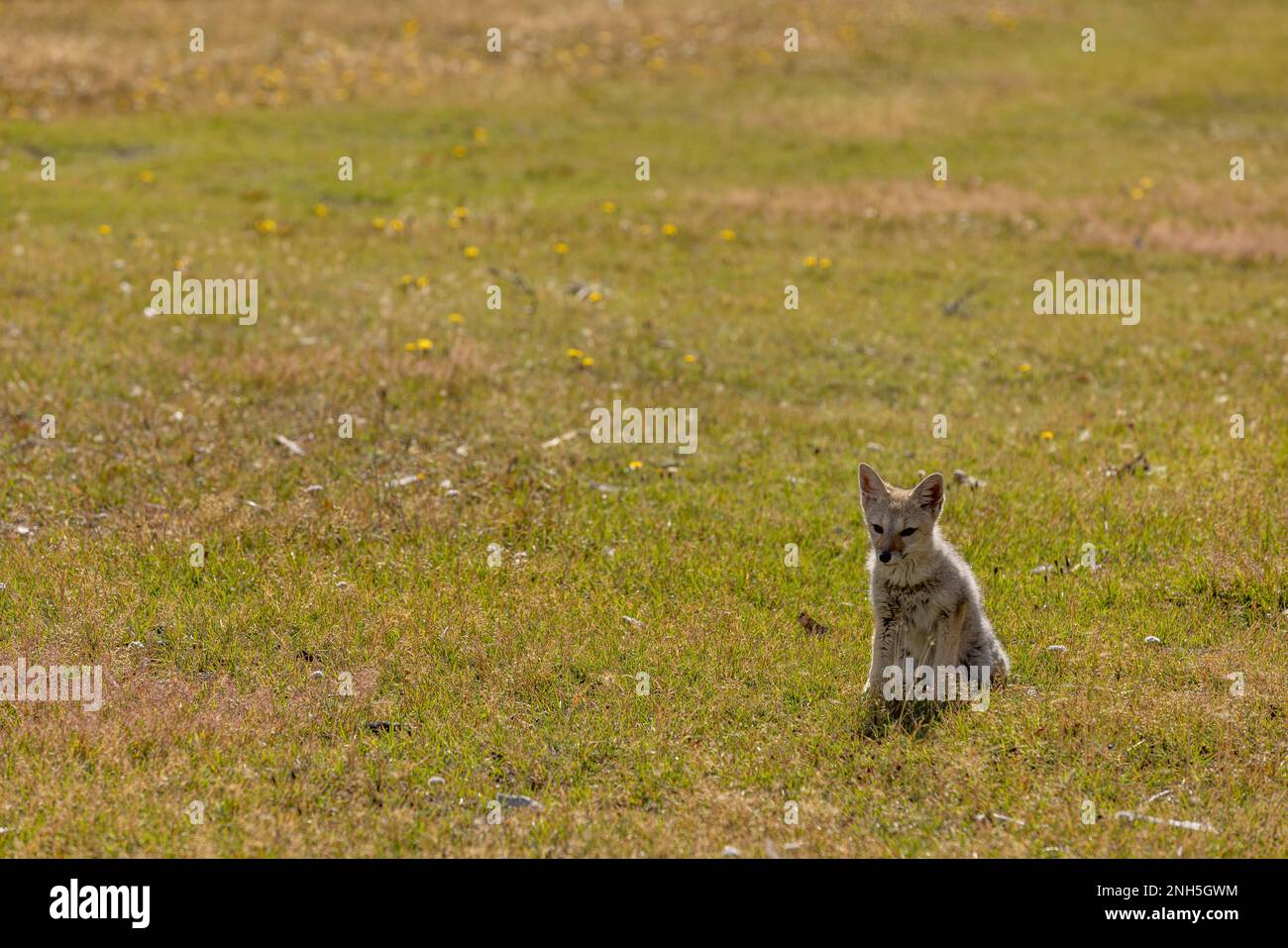 Observing a fox in the Reserva Lago Yehuin on Tierra del Fuego island ...