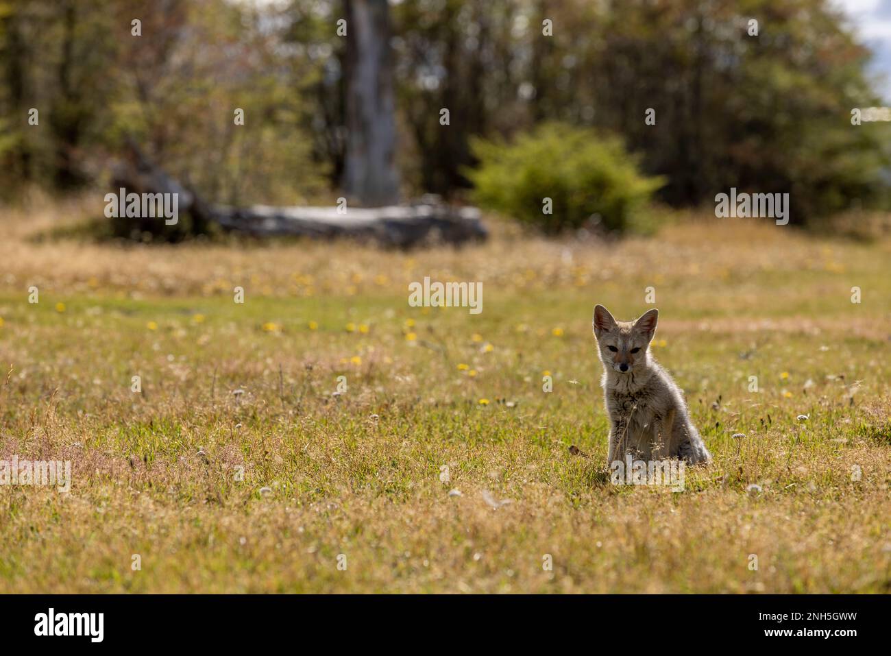 Observing a fox in the Reserva Lago Yehuin on Tierra del Fuego island ...