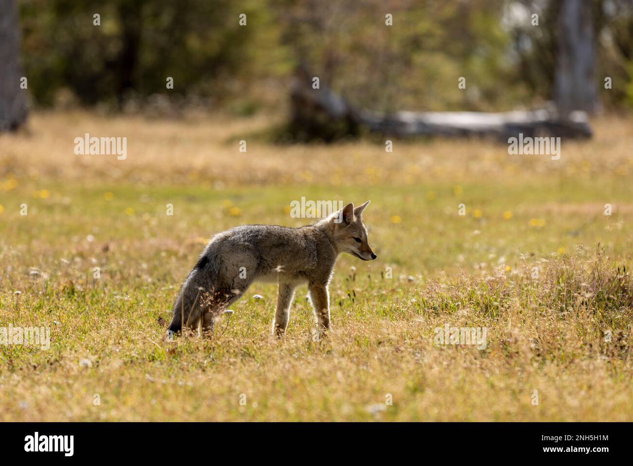 Observing a fox in the Reserva Lago Yehuin on Tierra del Fuego island ...