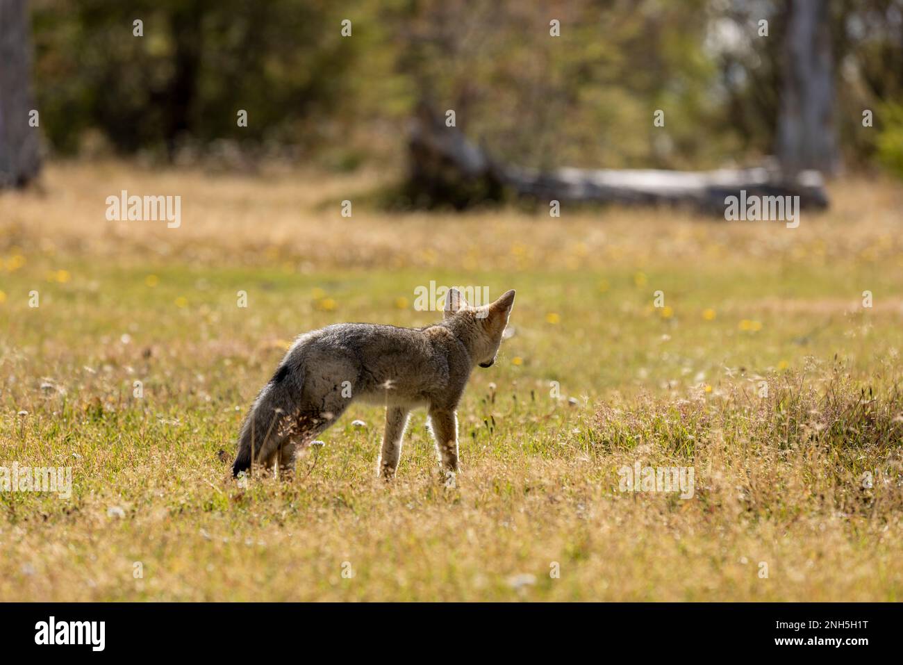 Observing a fox in the Reserva Lago Yehuin on Tierra del Fuego island ...