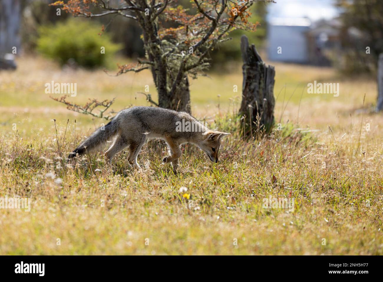 Observing a fox in the Reserva Lago Yehuin on Tierra del Fuego island ...