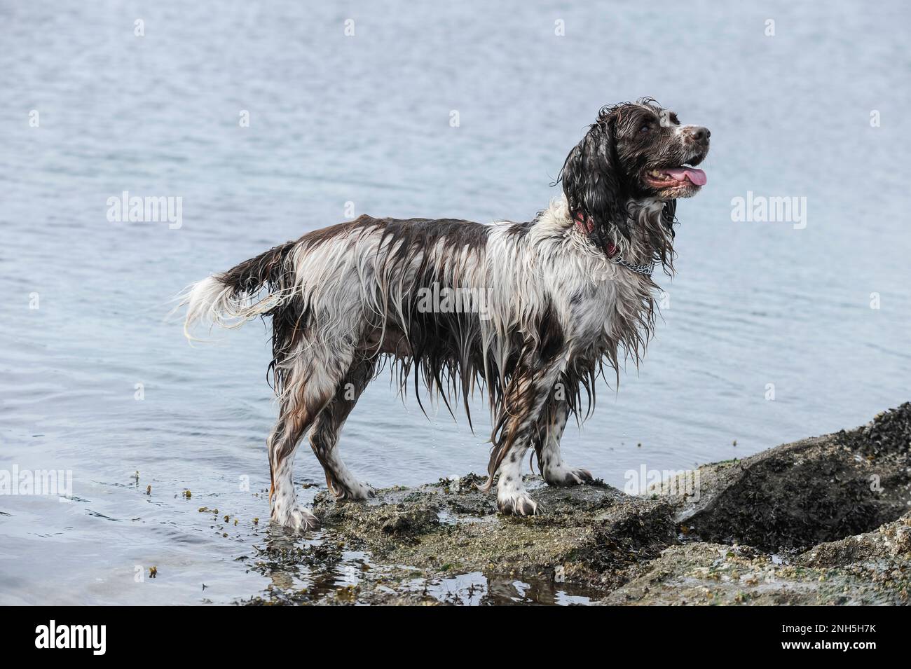 Springer Spaniel wet after swimming, Sandwell Provincial Park, Gabriola ...
