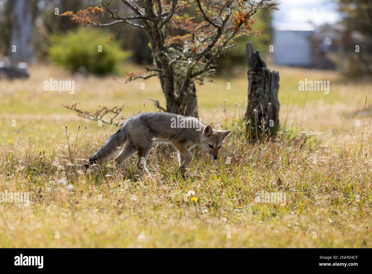 Observing a fox in the Reserva Lago Yehuin on Tierra del Fuego island ...