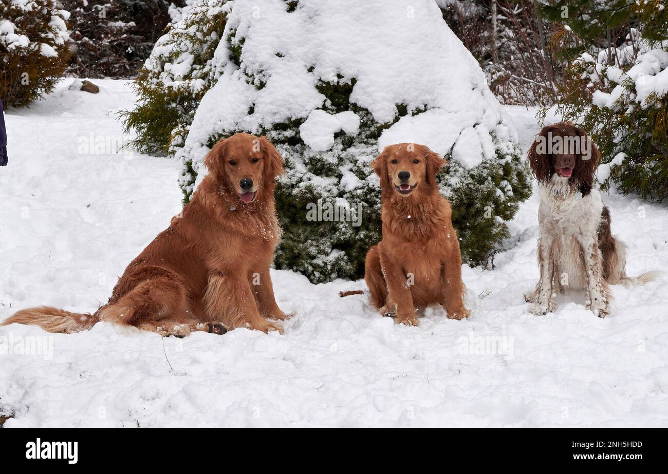 Three attentive dogs hi-res stock photography and images - Alamy