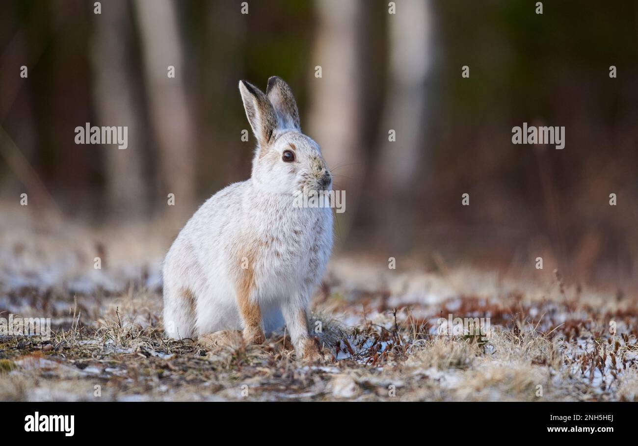 Snowshoe Hare (Lepus americanus) showning beginning of change from ...
