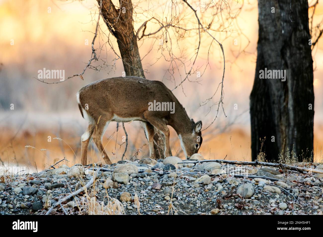 White-tailed deer (Odocoileus virginianus), Calgary, Carburn Park ...