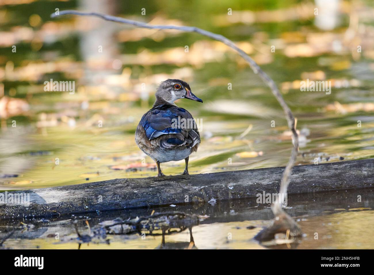 Female Wood duck (aix sponsa) beside Bow River, Fish Creek Provincial ...