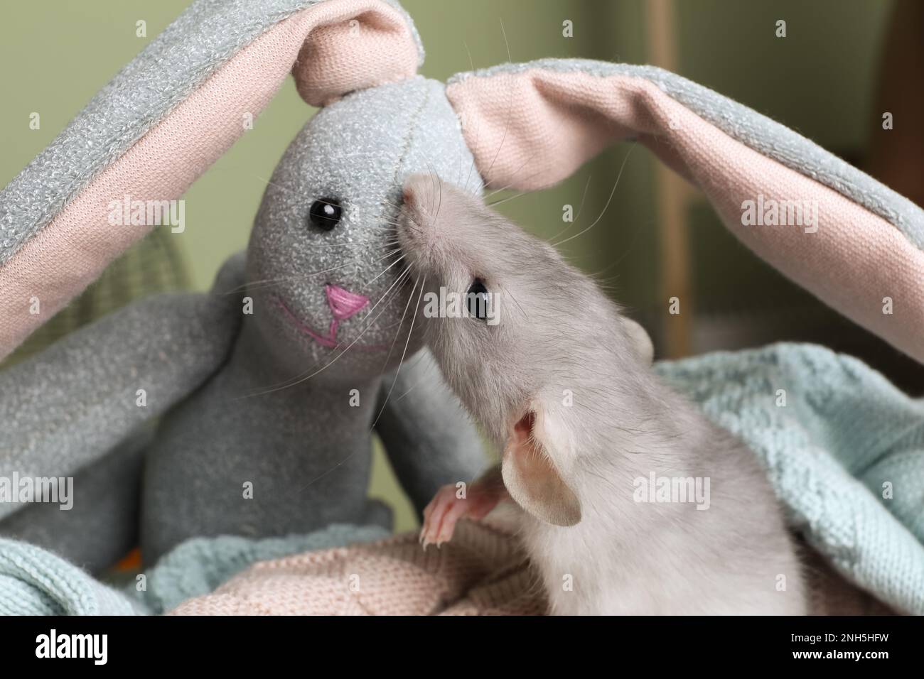 Cute small rat near toy bunny on soft knitted plaid, closeup Stock ...