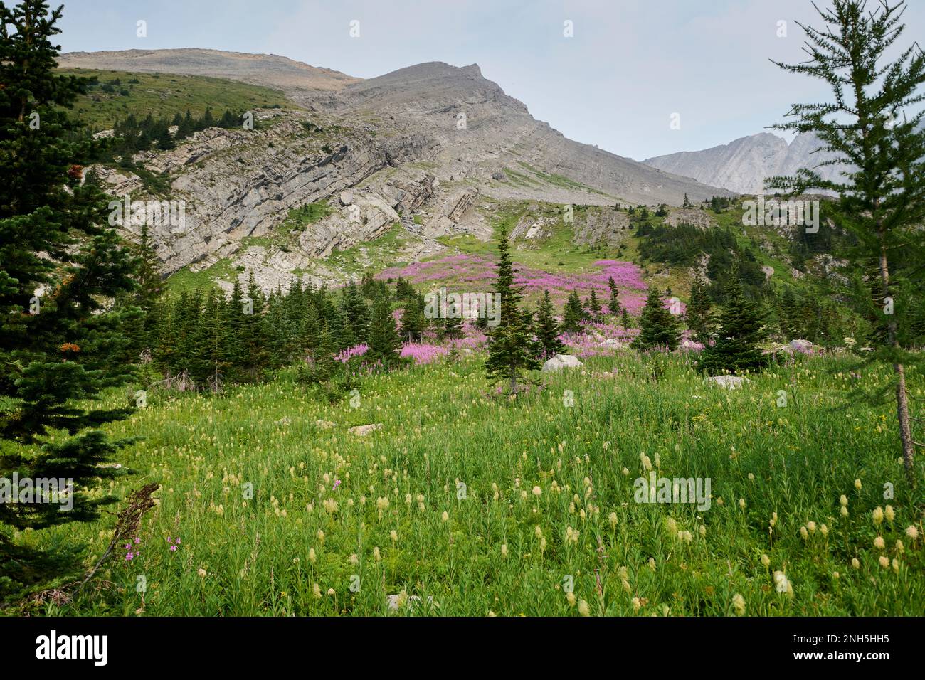 Fireweed (Chamaenerion angustifolium) and Western pasque flower growing ...