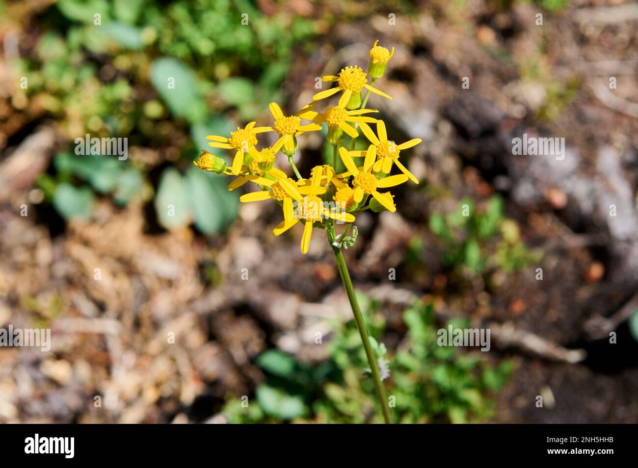 Appalachian ragwort hi-res stock photography and images - Alamy