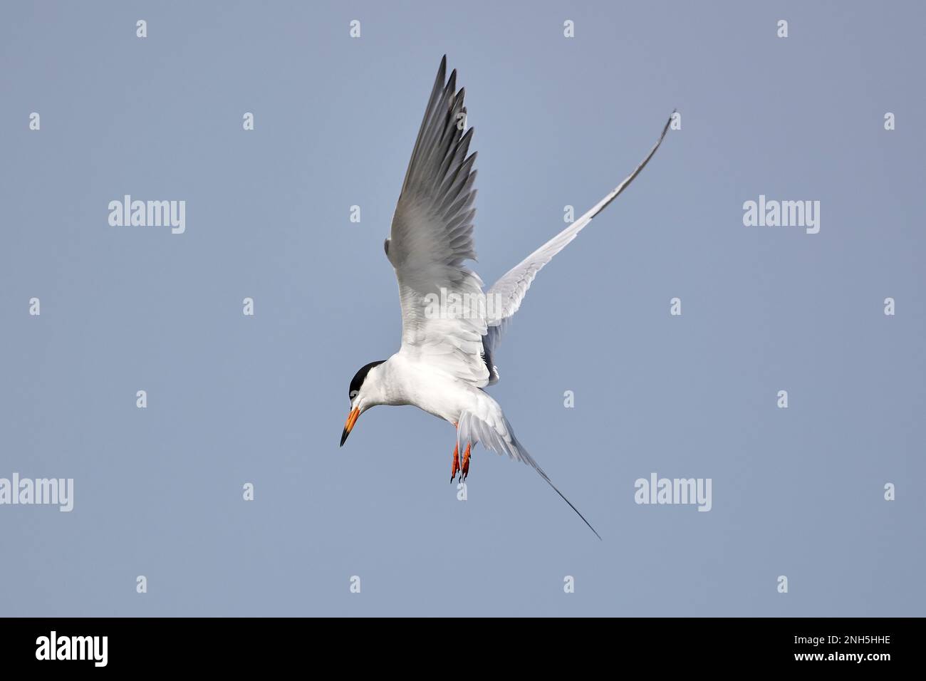 Forster’s tern (Sterna forsteri), Frank Lake, Alberta, Canada Stock ...