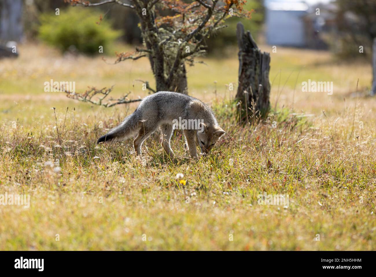 Observing a fox in the Reserva Lago Yehuin on Tierra del Fuego island ...