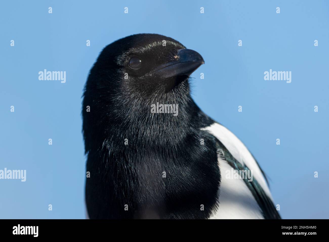 Head detail of Black-billed magpie (Pica hudsonia), Calgary, Prince's ...