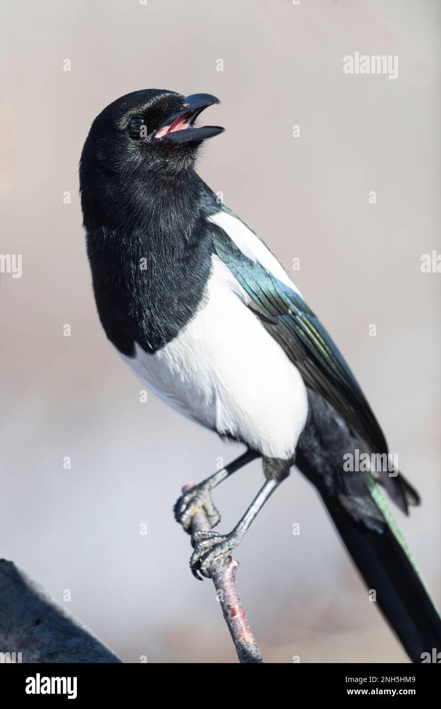 The magpie detail hi-res stock photography and images - Alamy