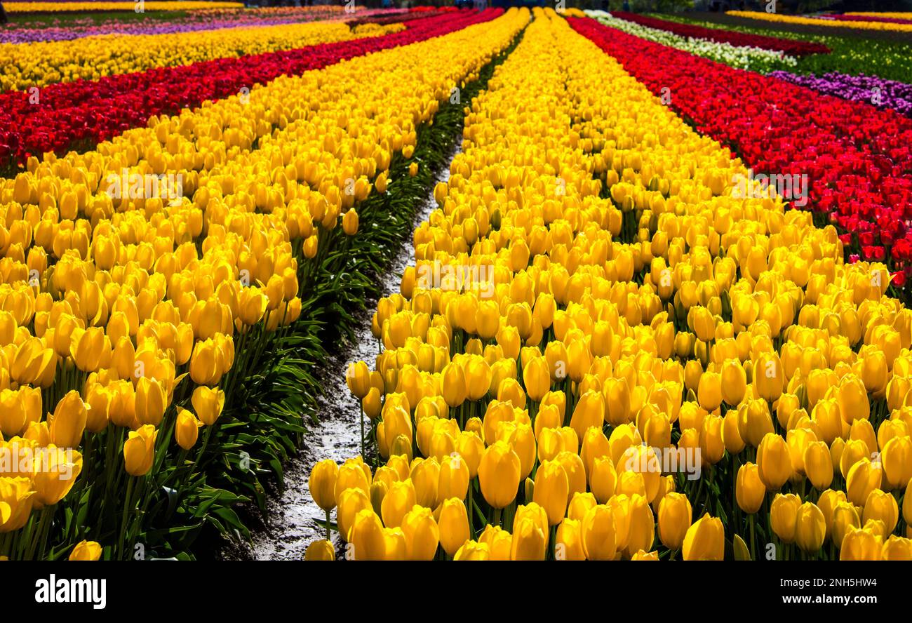 Fabulous tulips hi-res stock photography and images - Alamy