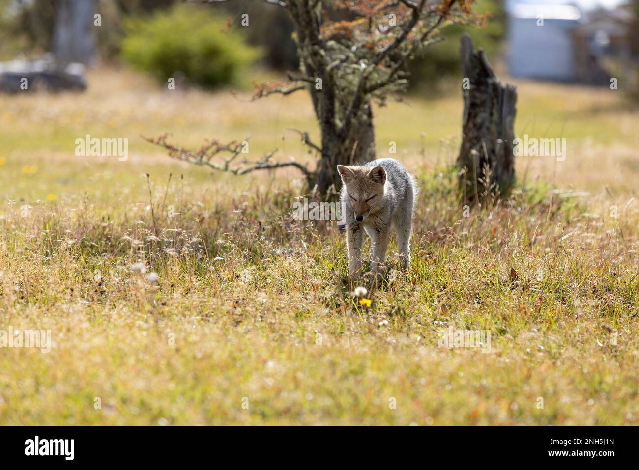 Observing a fox in the Reserva Lago Yehuin on Tierra del Fuego island ...