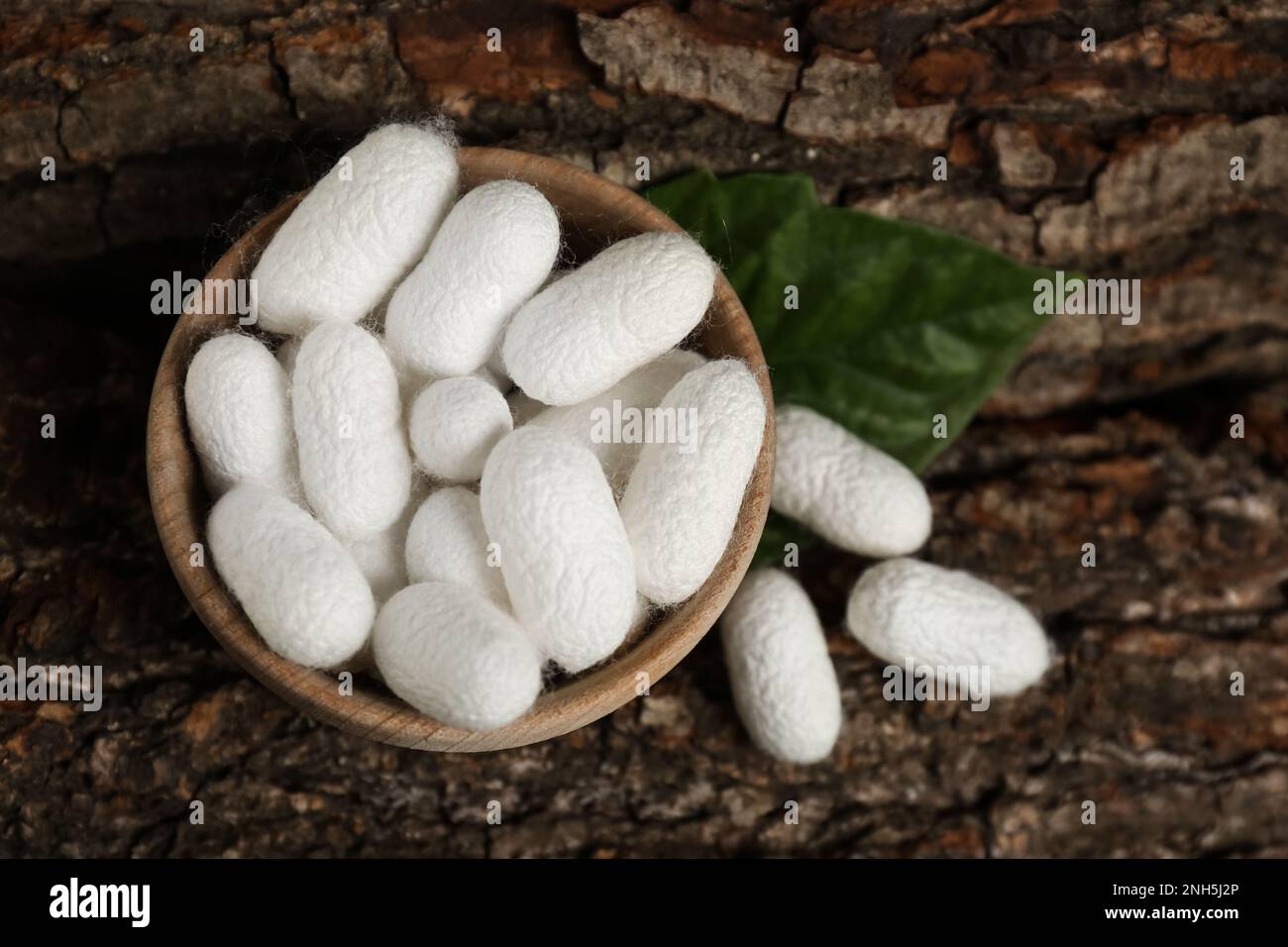 Cocoon on bark hi-res stock photography and images - Alamy