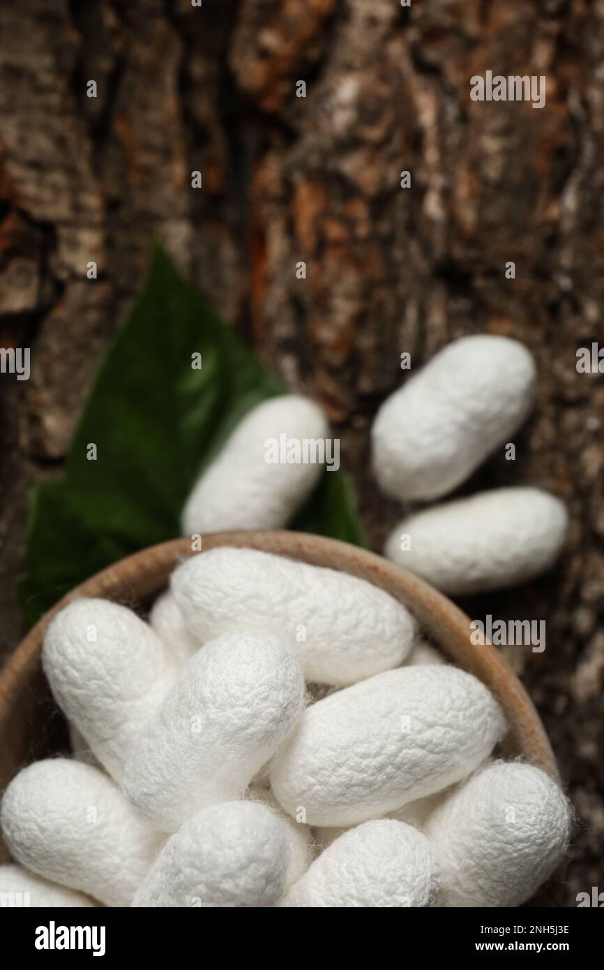 Cocoon on bark hi-res stock photography and images - Alamy