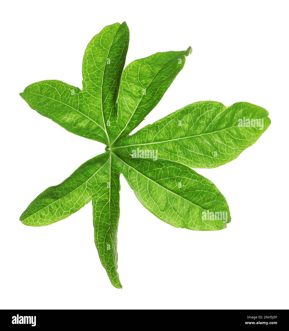 Passiflora leaf isolated on white. Passion fruit plant Stock Photo - Alamy