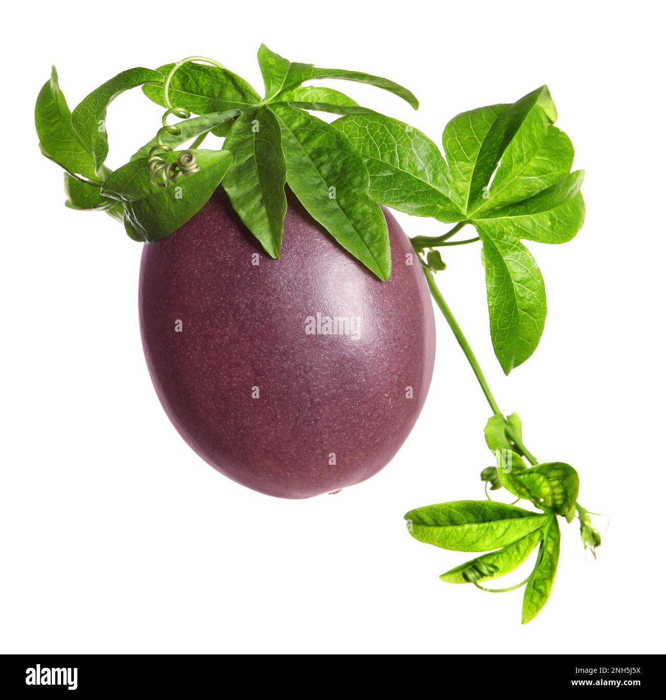 Passion fruit with leaves on white background. Passiflora plant Stock ...