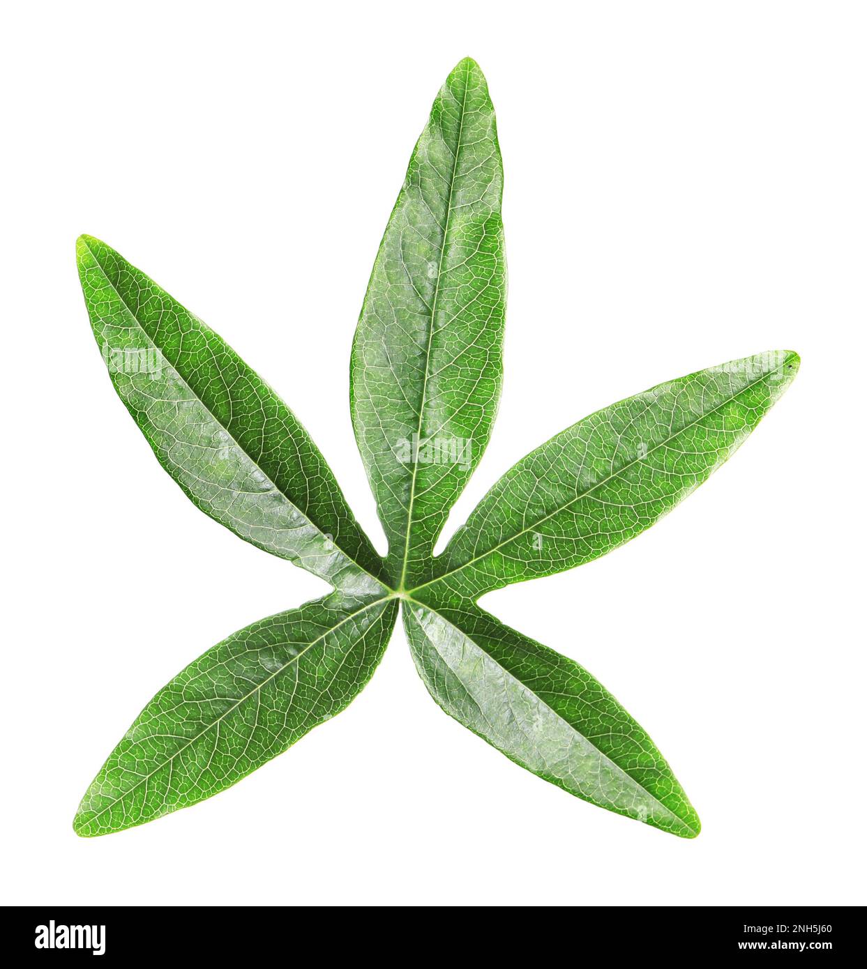 Passiflora leaf isolated on white. Passion fruit plant Stock Photo - Alamy