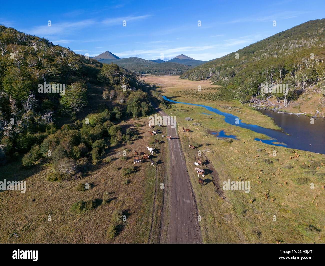 Aerial view of horses in a beaver habitat in Reserva Lago Yeguin on the ...