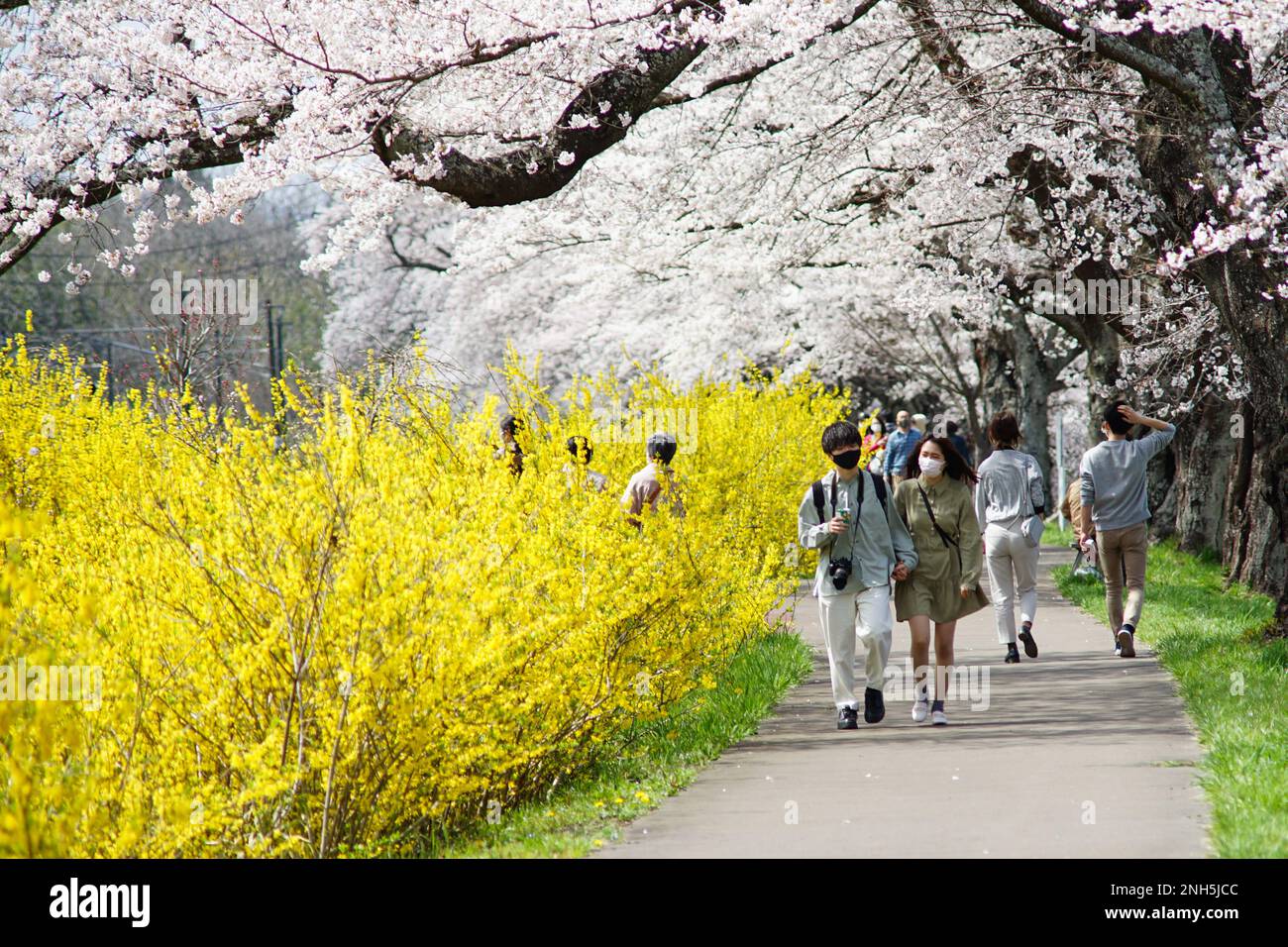 Flores de japon hi-res stock photography and images - Alamy