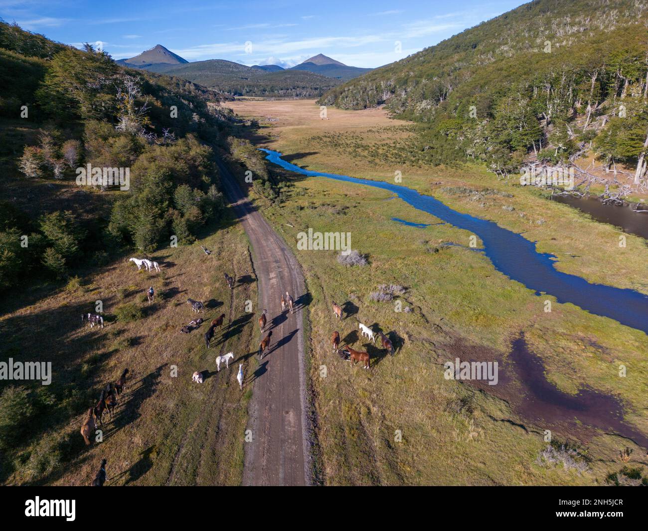 Aerial view of horses in a beaver habitat in Reserva Lago Yeguin on the ...