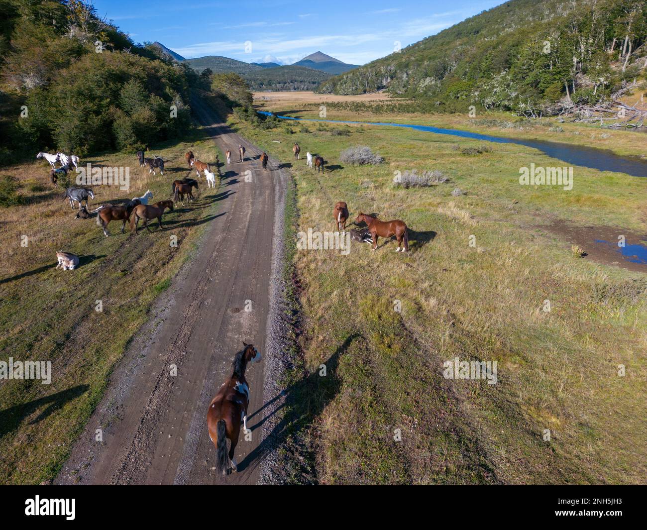 Aerial view of horses in a beaver habitat in Reserva Lago Yeguin on the ...