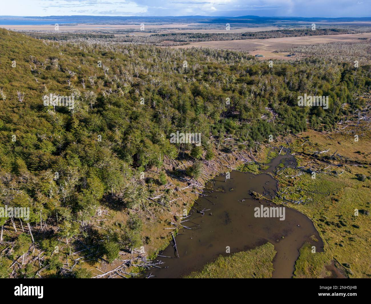 Aerial view of a beaver habitat in Reserva Lago Yeguin on the island ...